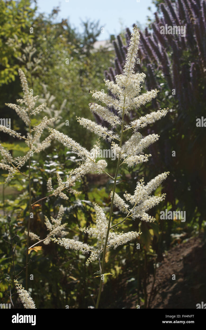 Bugbane High Resolution Stock Photography and Images - Alamy