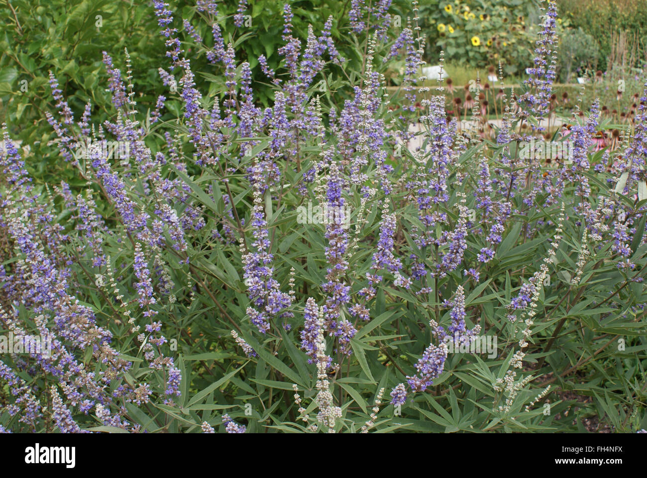 Chaste Tree High Resolution Stock Photography and Images - Alamy