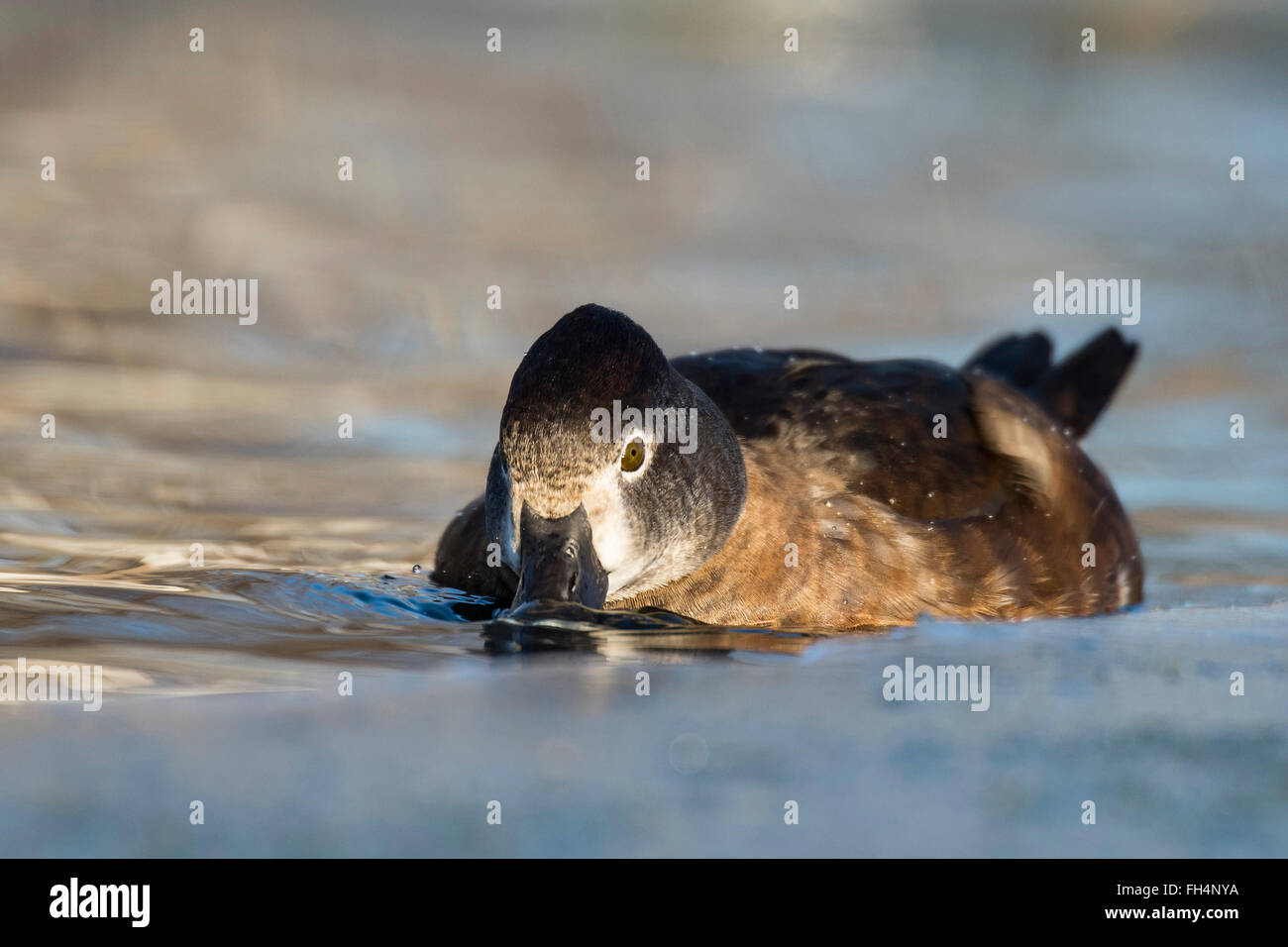 Ring necked duck hen hi-res stock photography and images - Alamy