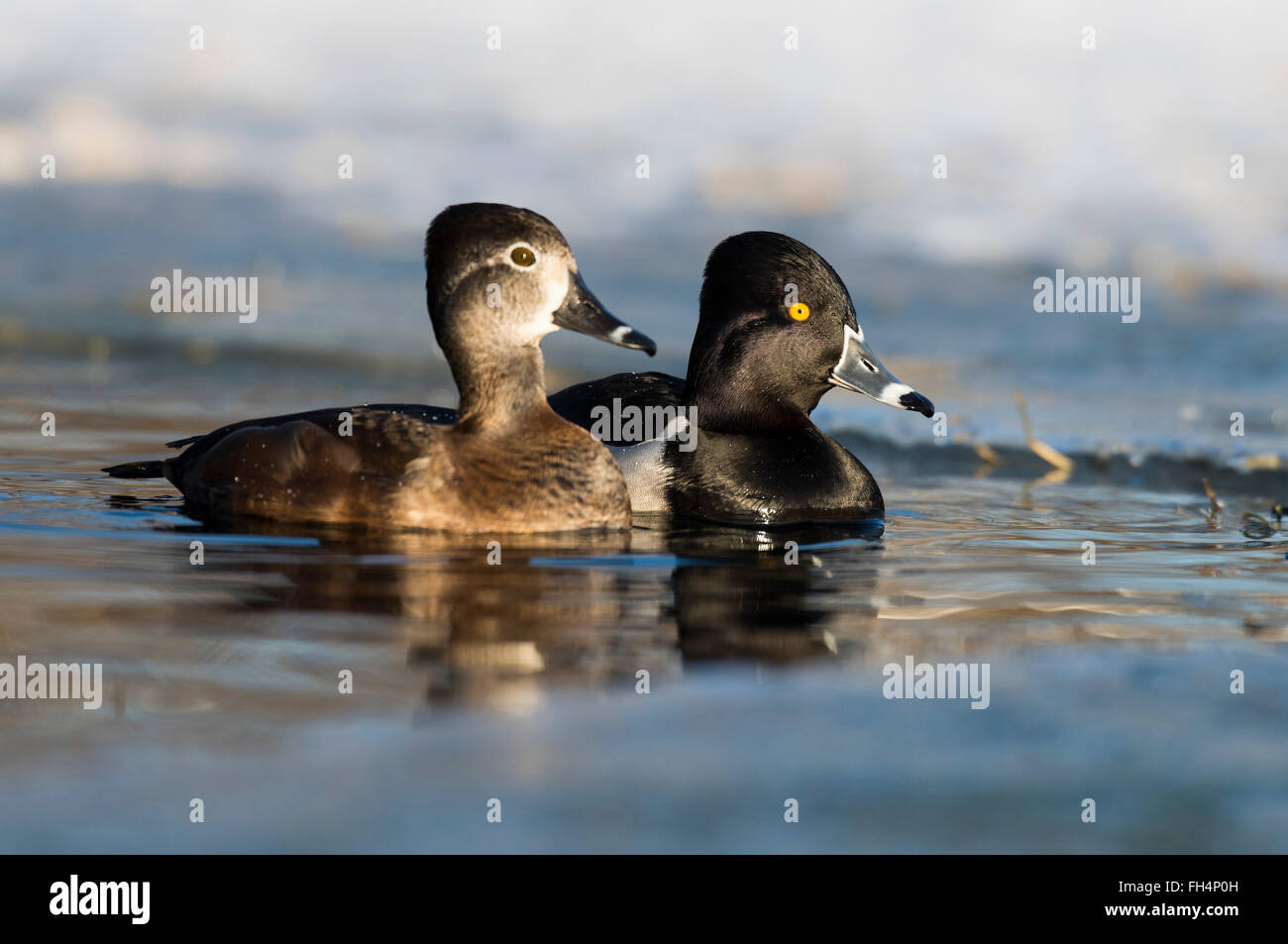 Ringneck duck hi-res stock photography and images - Alamy