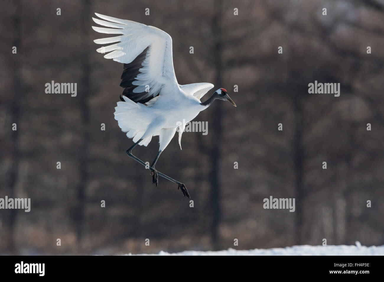 Japanese crane wings japan hokkaido hi-res stock photography and images ...
