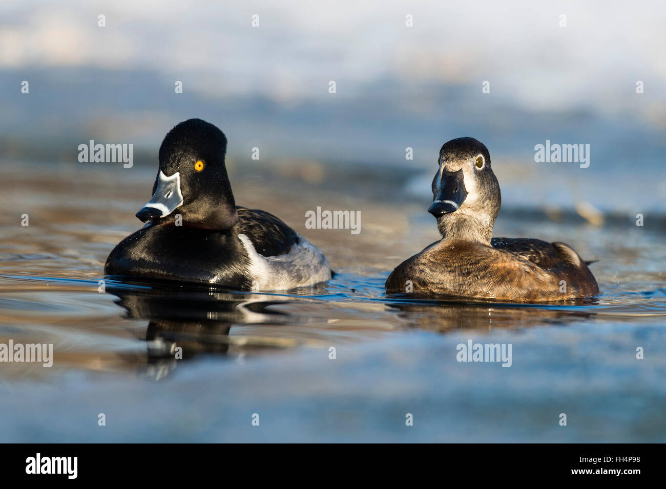 Ring necked duck hen hi-res stock photography and images - Alamy