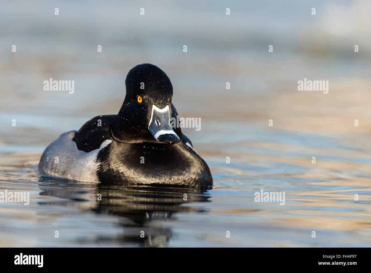 Hen ring necked duck hi-res stock photography and images - Alamy