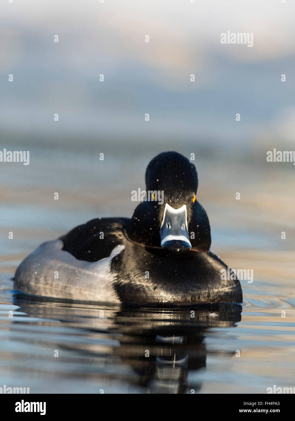 Ring necked duck hen hi-res stock photography and images - Alamy