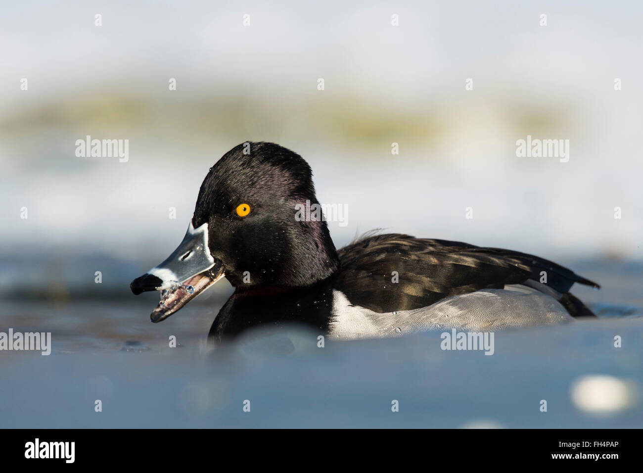 Ring necked duck hen hi-res stock photography and images - Alamy
