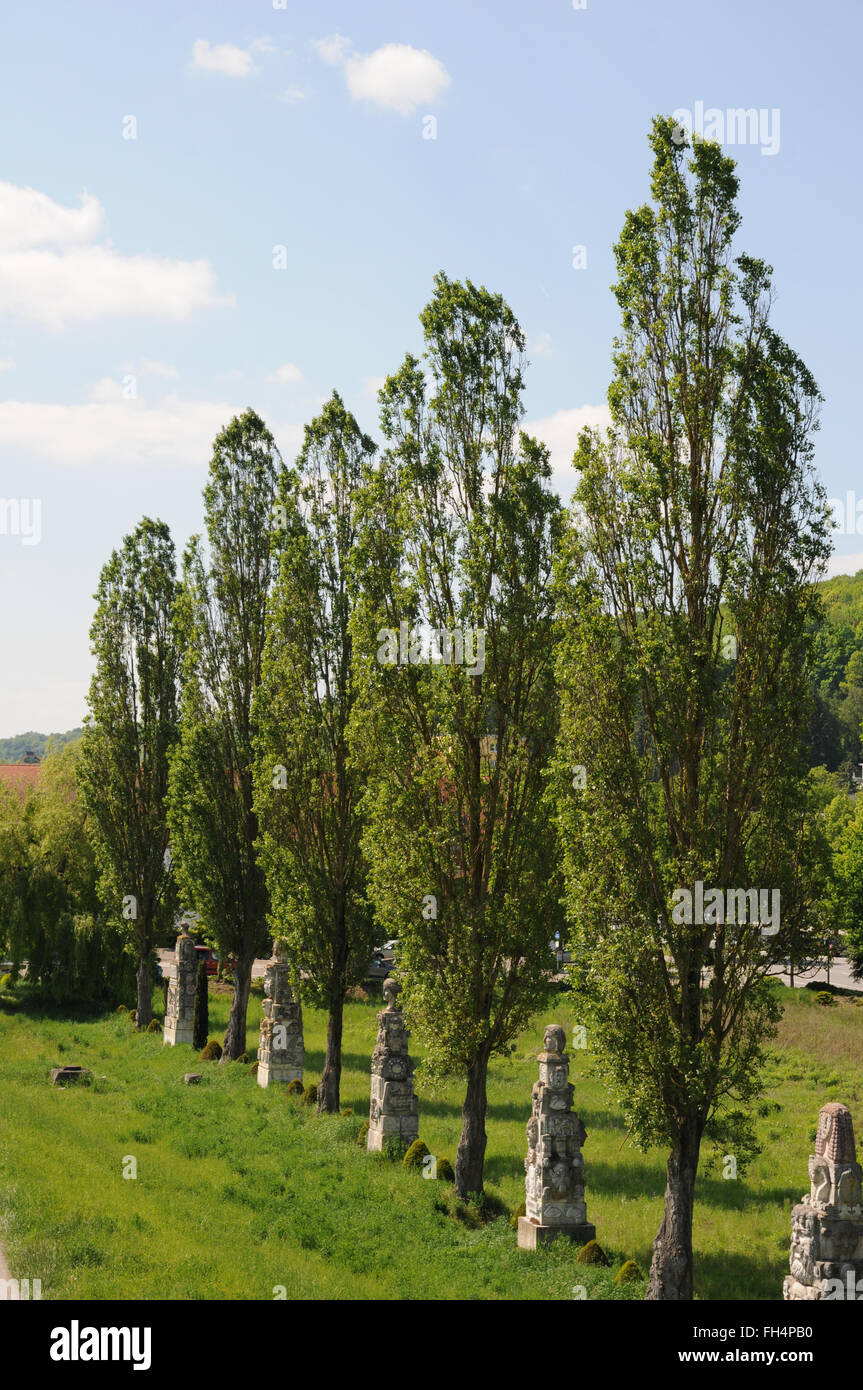 Fastigiate black hi-res stock photography and images - Alamy