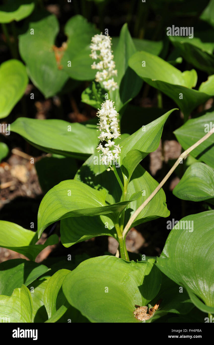 Snakeberry High Resolution Stock Photography and Images - Alamy