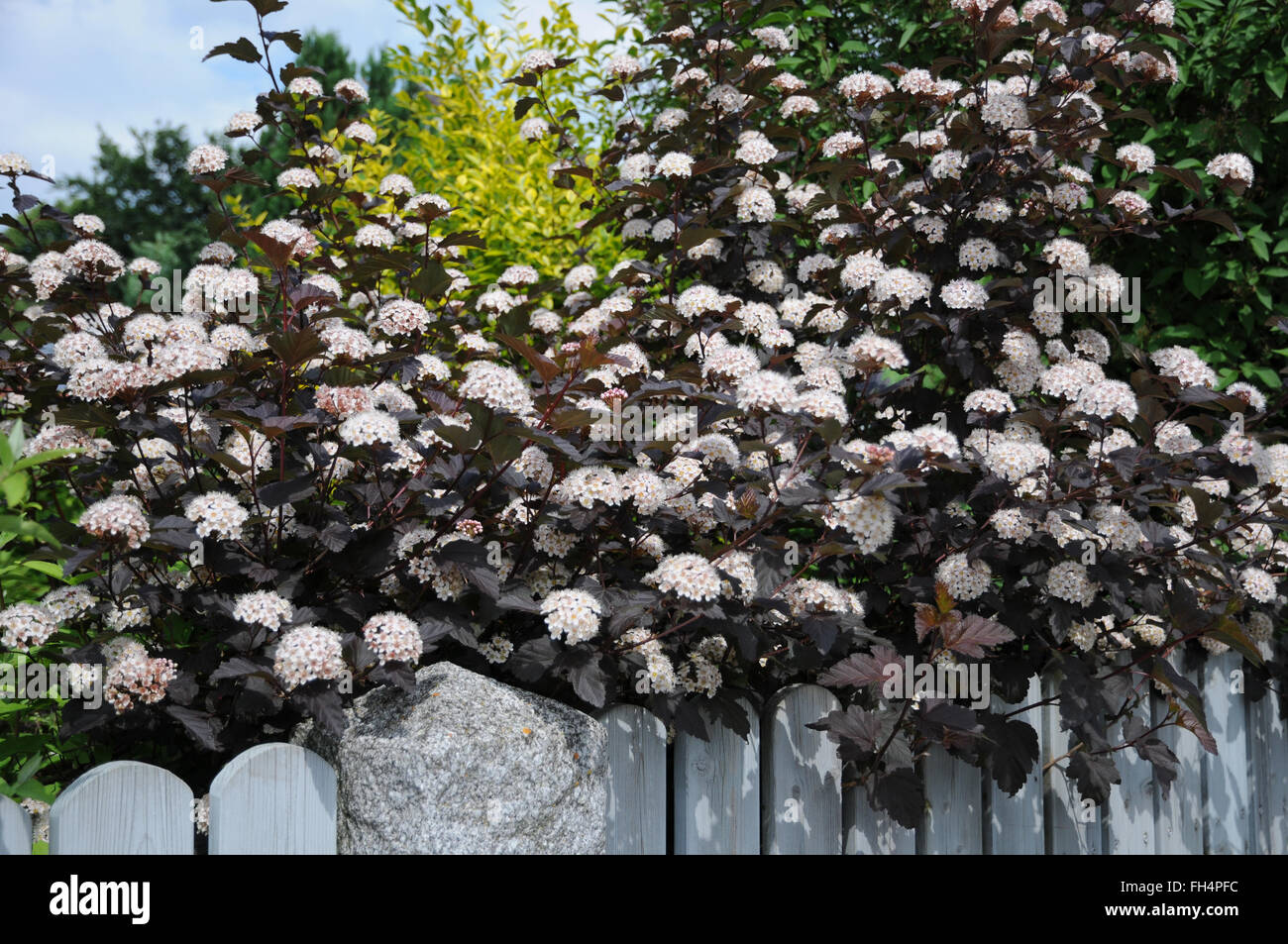Ninebarks hi-res stock photography and images - Alamy