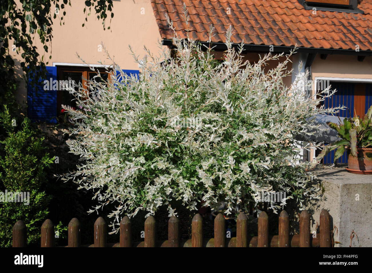 Japanese Willow High Resolution Stock Photography and Images - Alamy