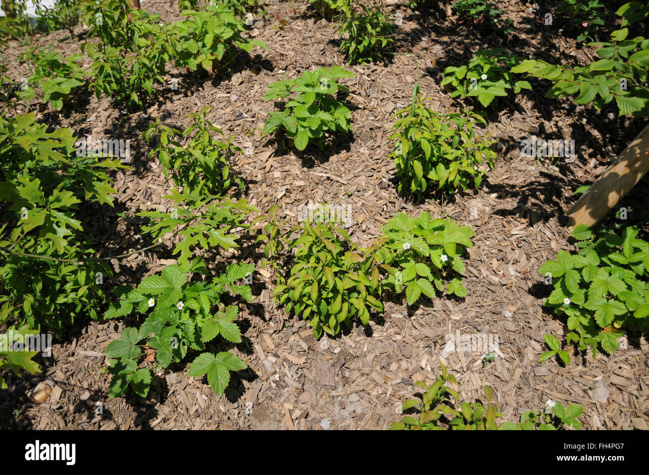 Mulchen hi-res stock photography and images - Alamy