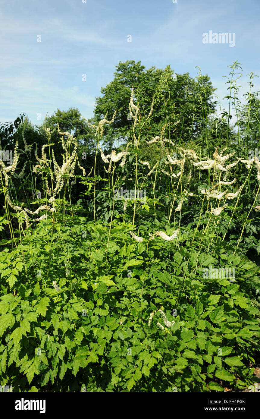 Bugbane snakeroot hi-res stock photography and images - Alamy