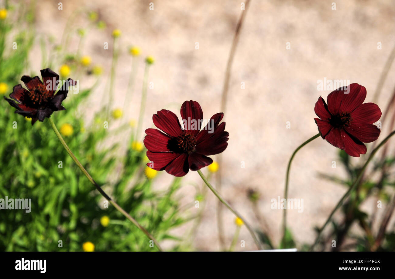 Chocolate cosmos hi-res stock photography and images - Alamy