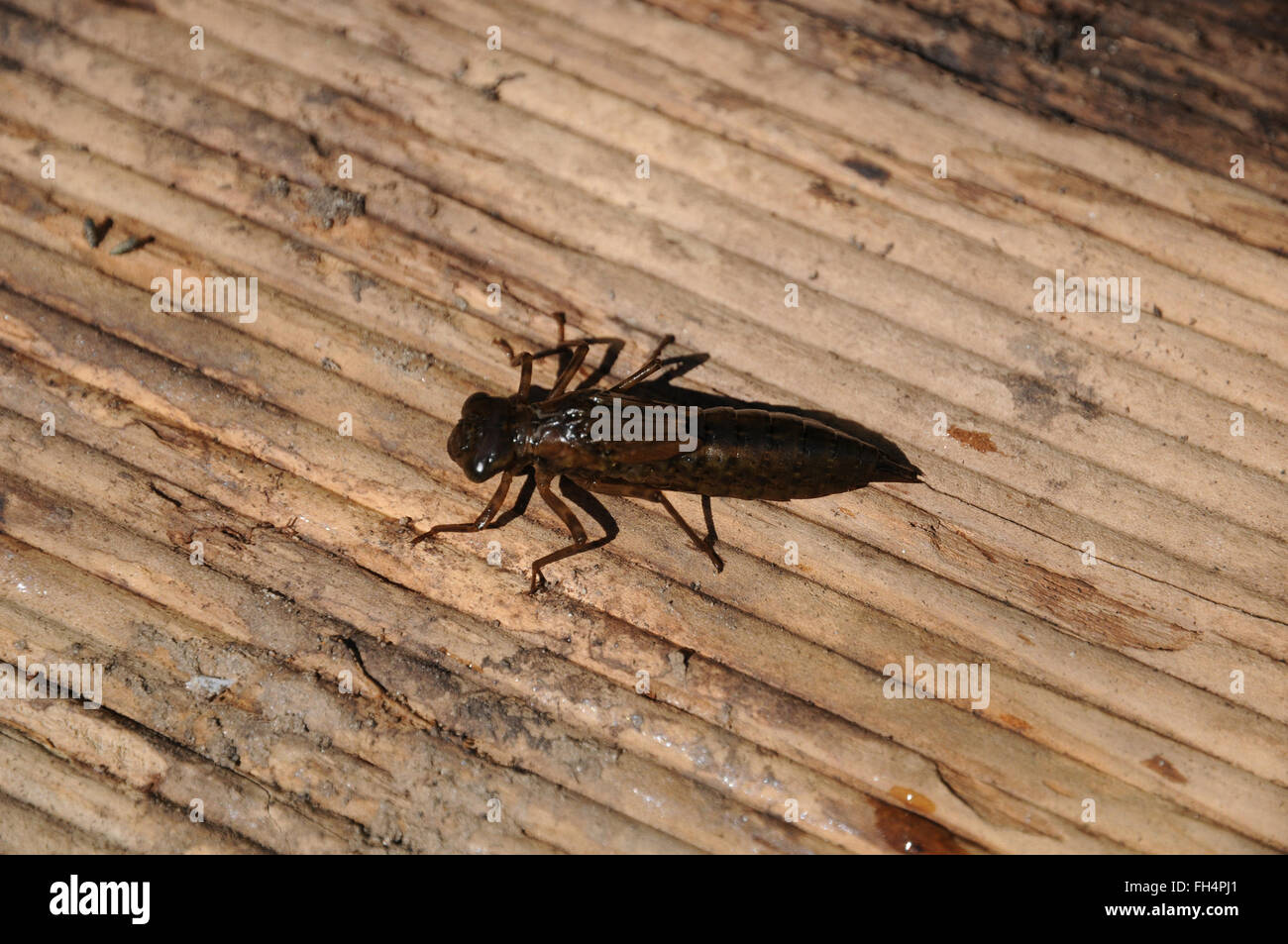 Damselfly larva hi-res stock photography and images - Alamy