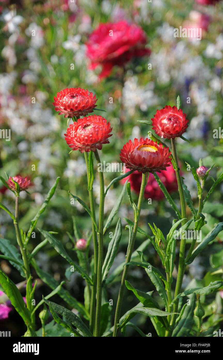 Everlasting daisies strawflowers hi-res stock photography and images ...