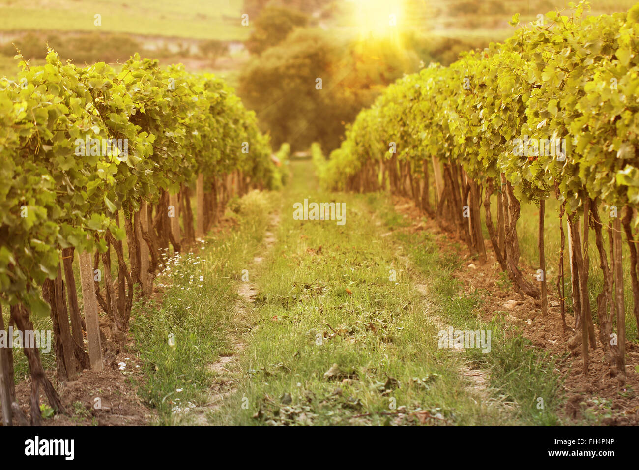 sunset in vineyards Stock Photo - Alamy