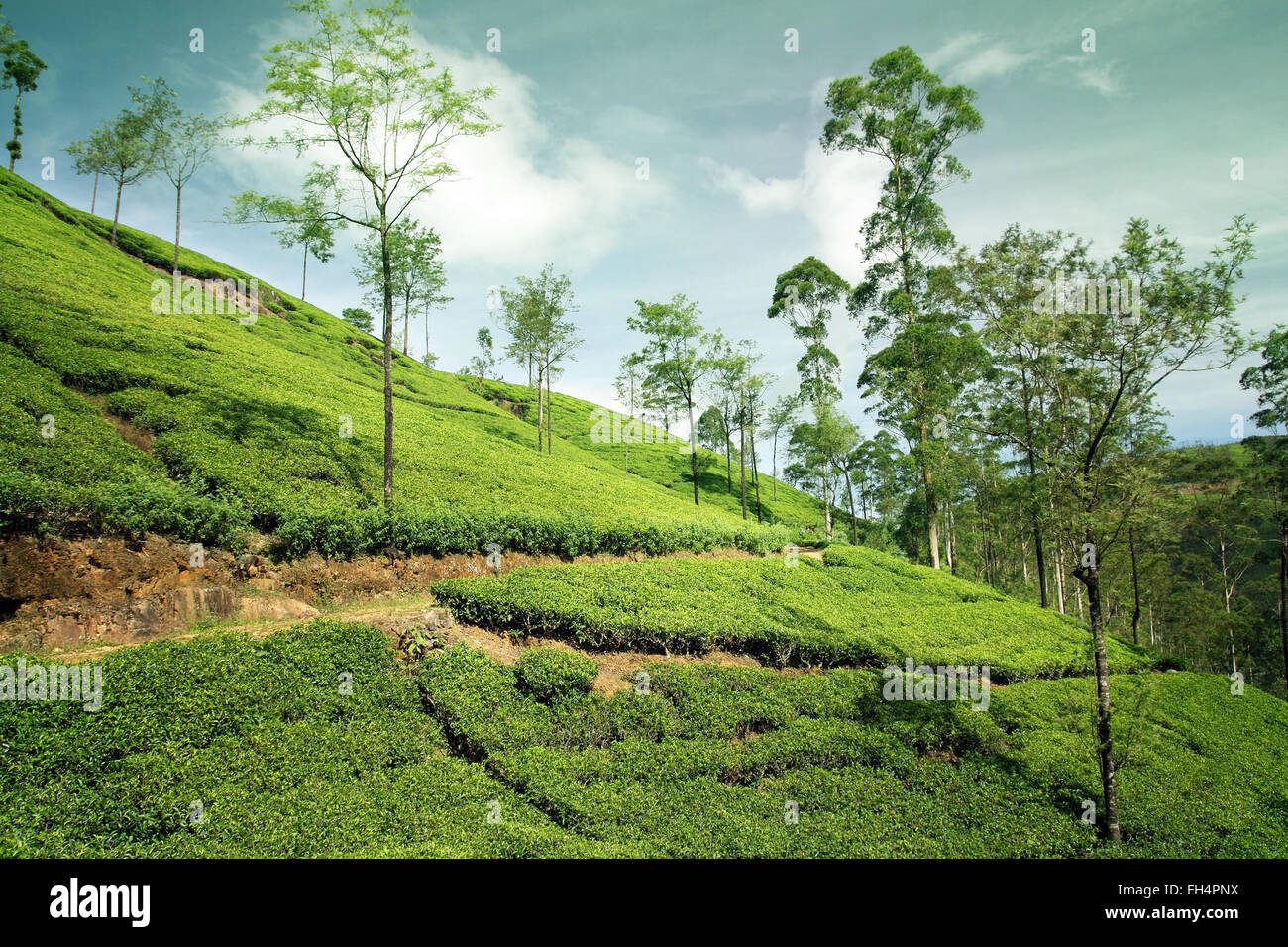 beautiful tea plantation landscape Stock Photo - Alamy