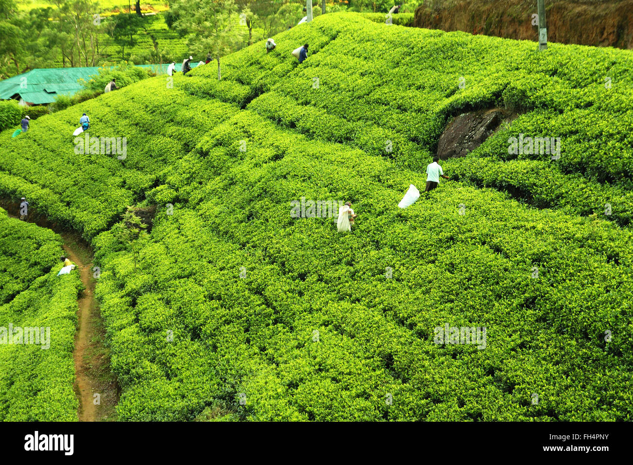 Tea Crops
