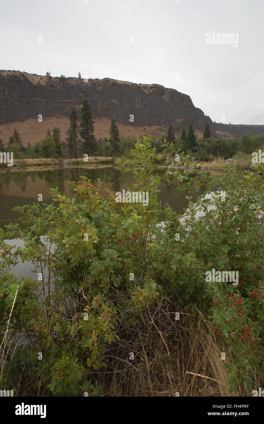 A calm lake in Washington State backed by basalt (volcanic) columns ...