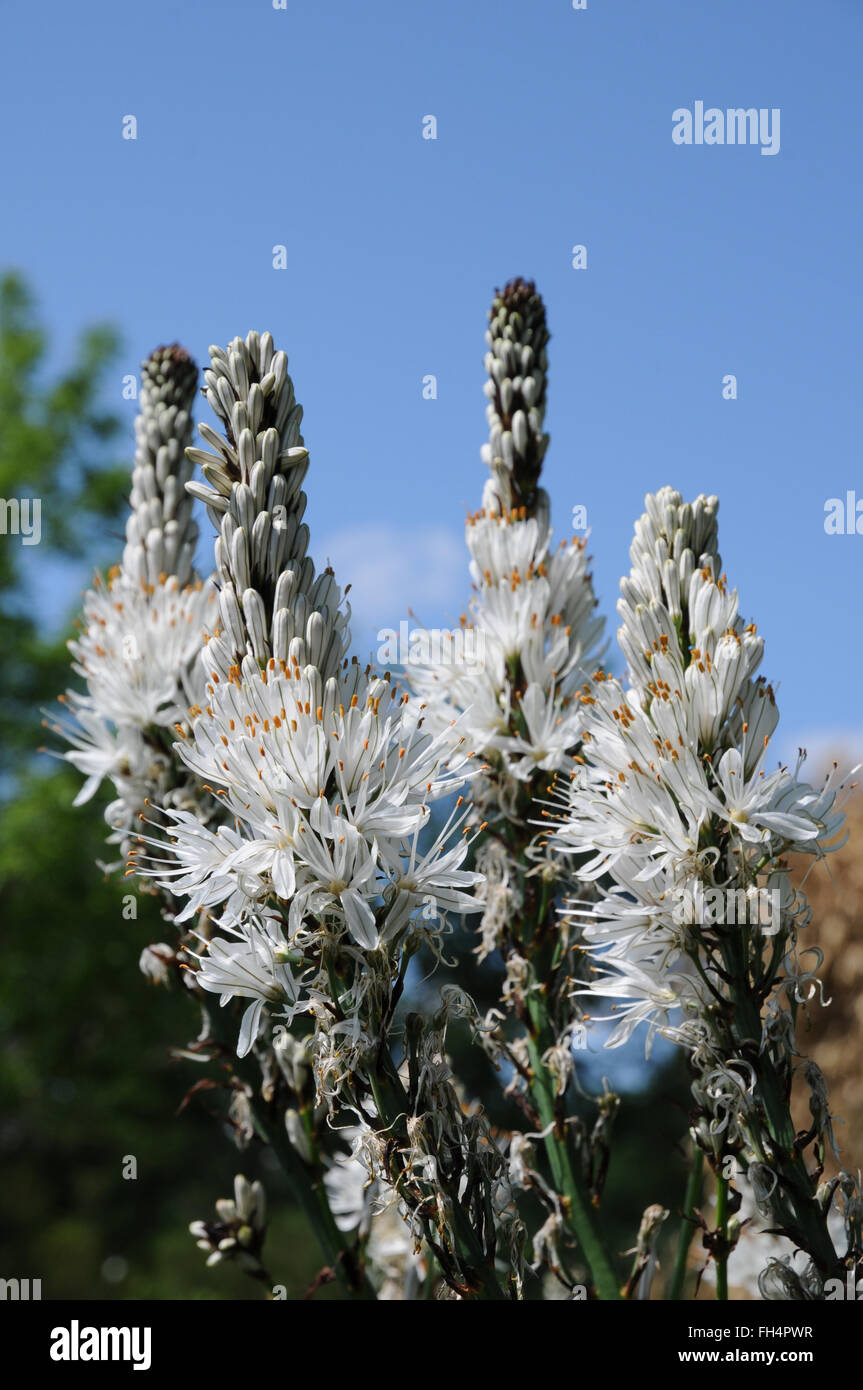 White affodil hi-res stock photography and images - Alamy