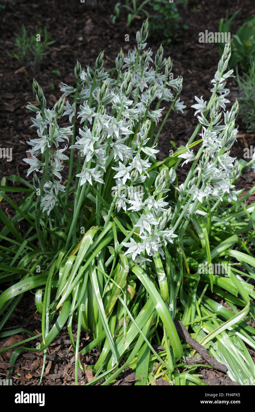 Drooping star of bethlehem hi-res stock photography and images - Alamy