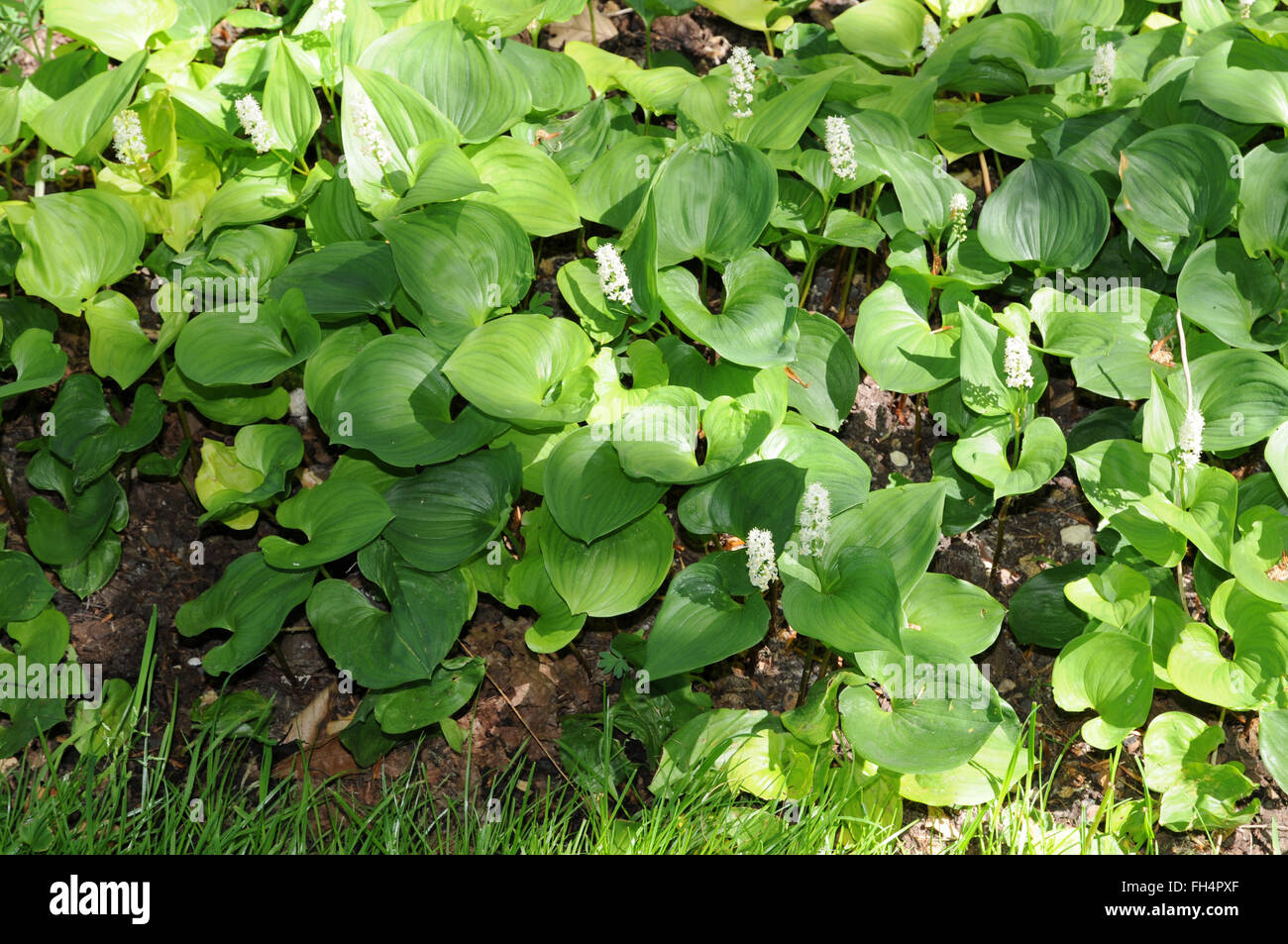 Snakeberry hi-res stock photography and images - Alamy