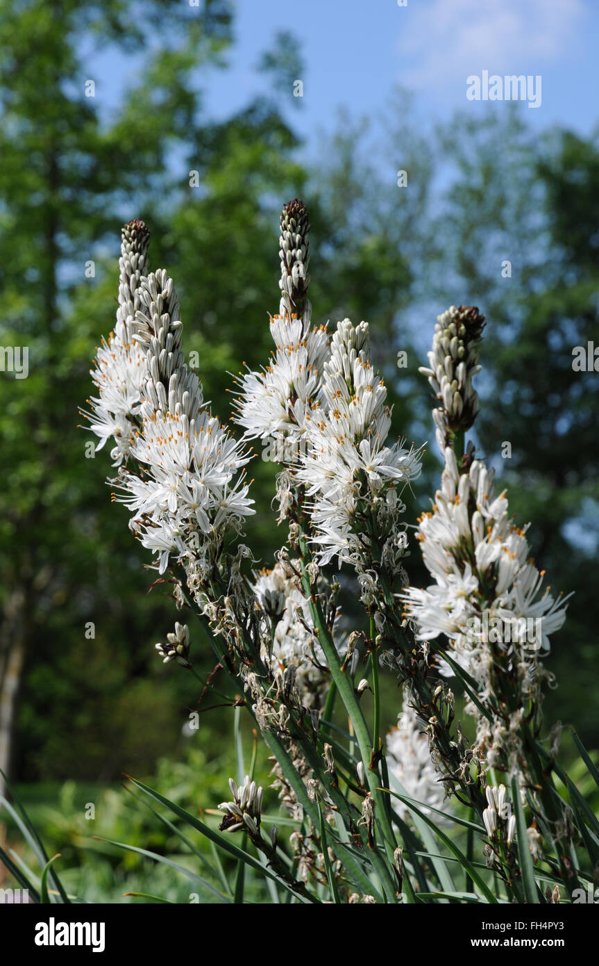 Asphodel lily white flower hi-res stock photography and images - Alamy