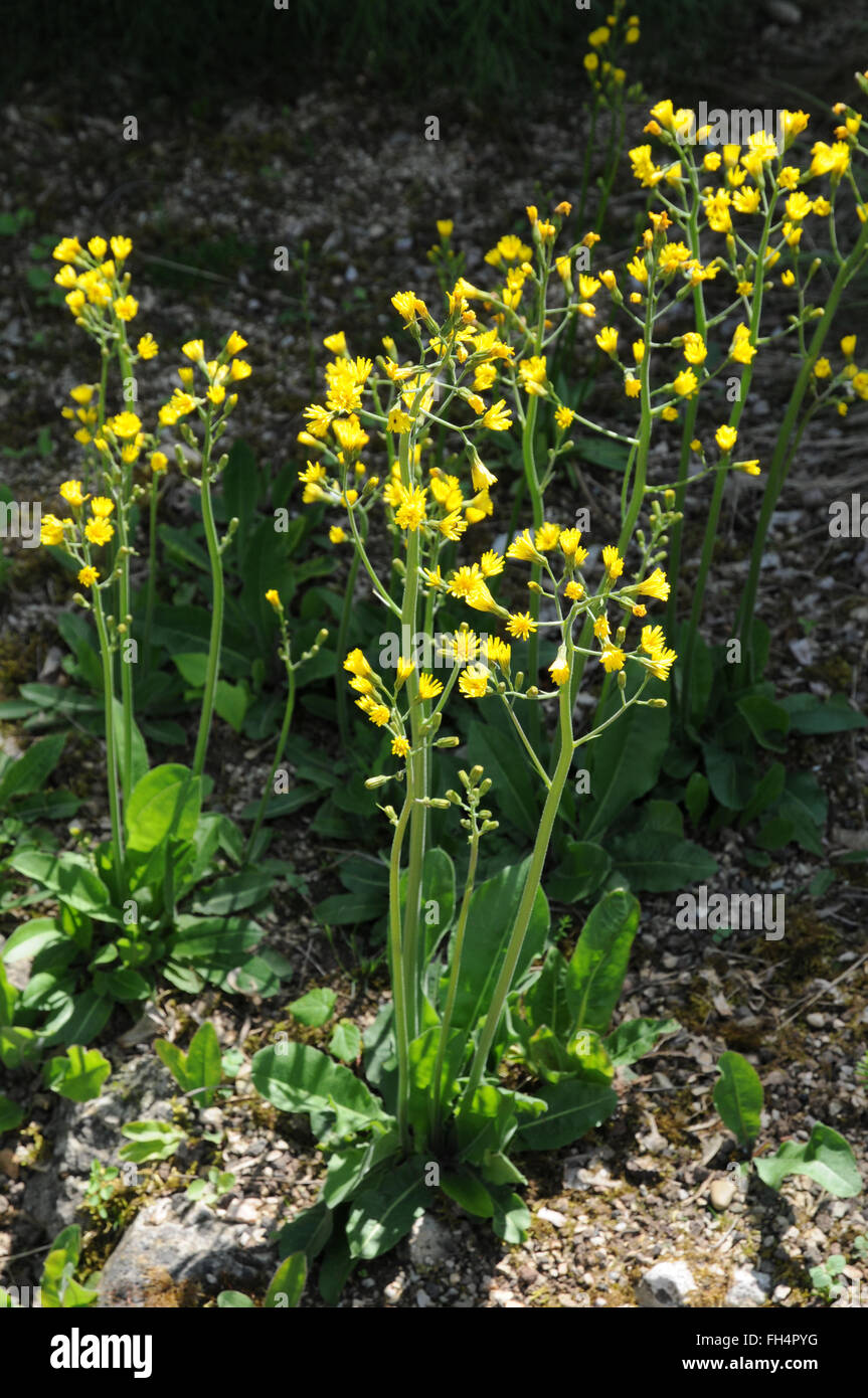 Flowers nature plants hawksbeard plant hi-res stock photography and ...