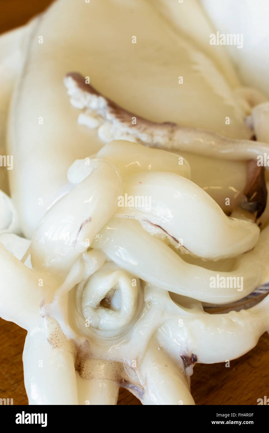 Cuttlefish fishing hi-res stock photography and images - Alamy