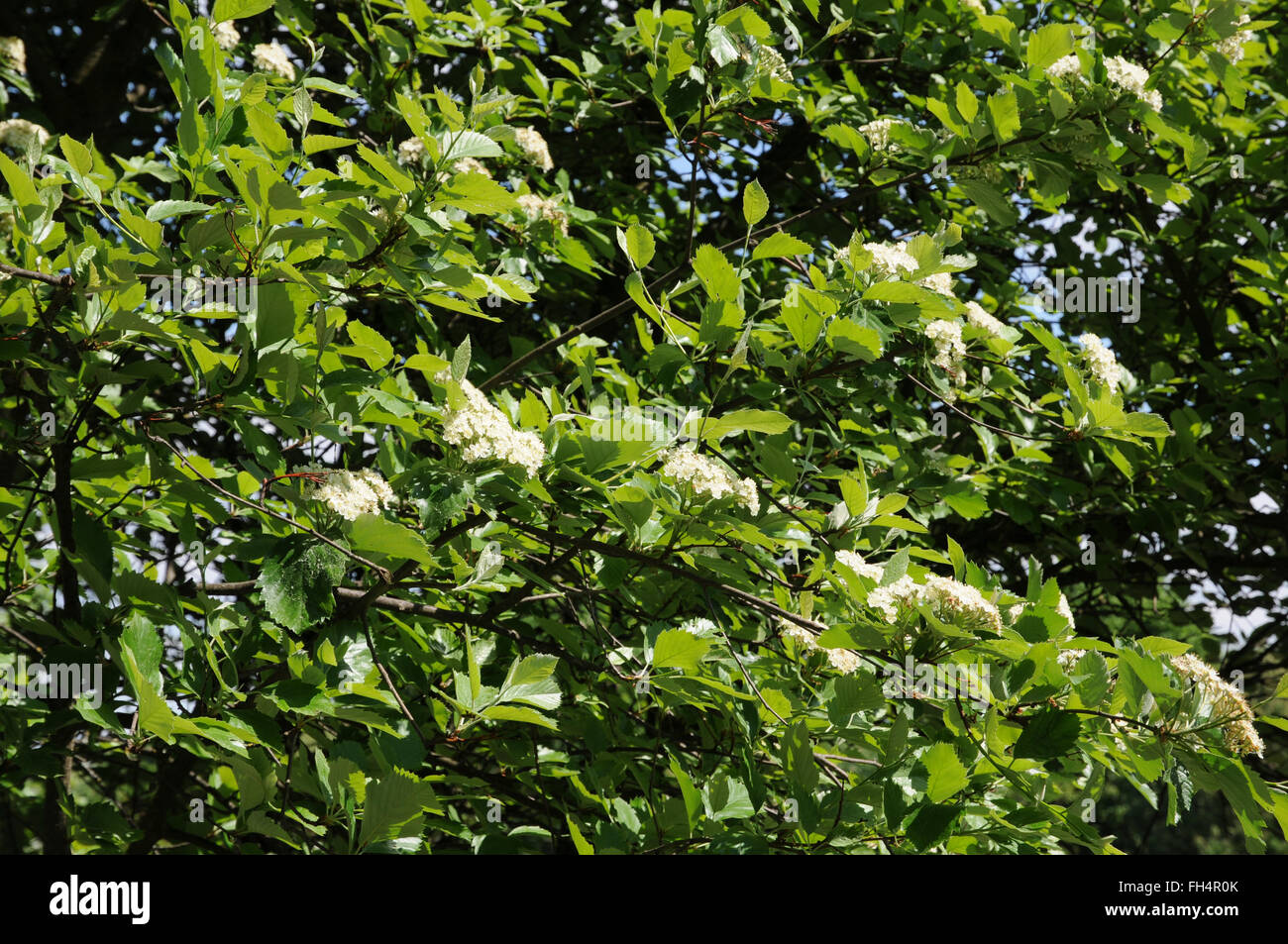 Whitebeam Trees Stock Photos & Whitebeam Trees Stock Images - Alamy