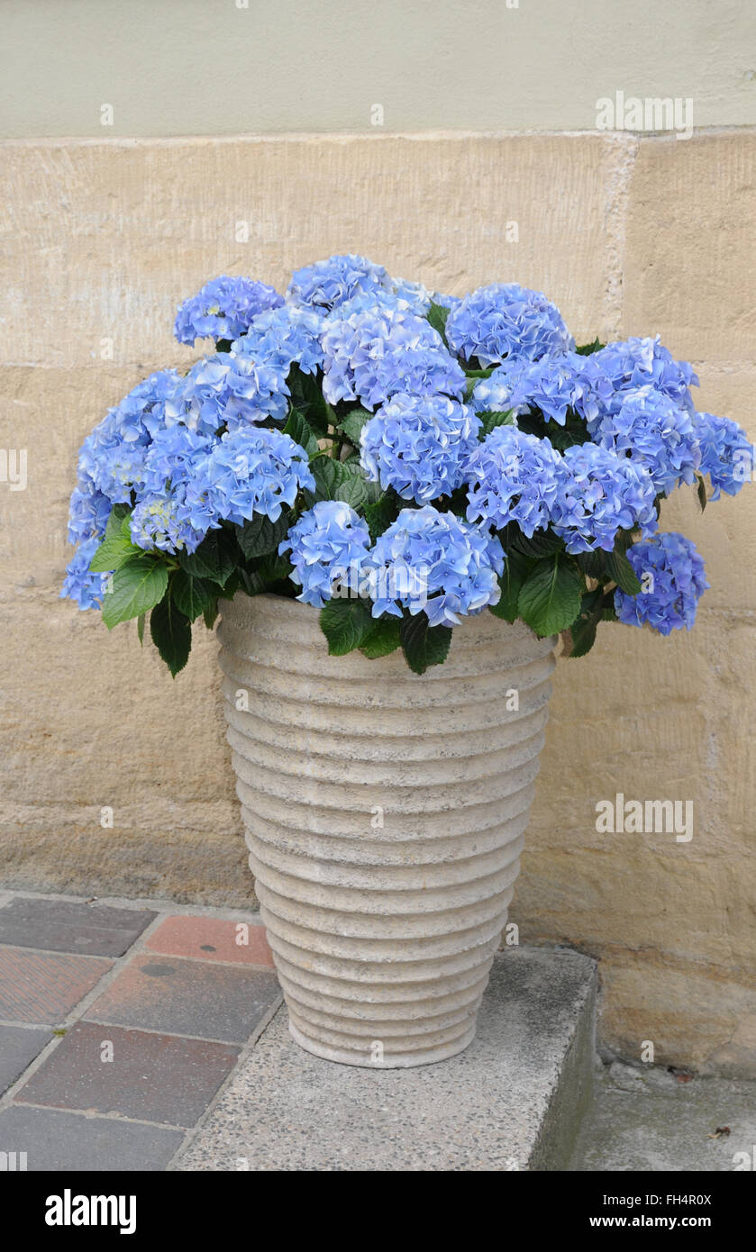 Hortensia hydrangea macrophylla hi-res stock photography and images - Alamy