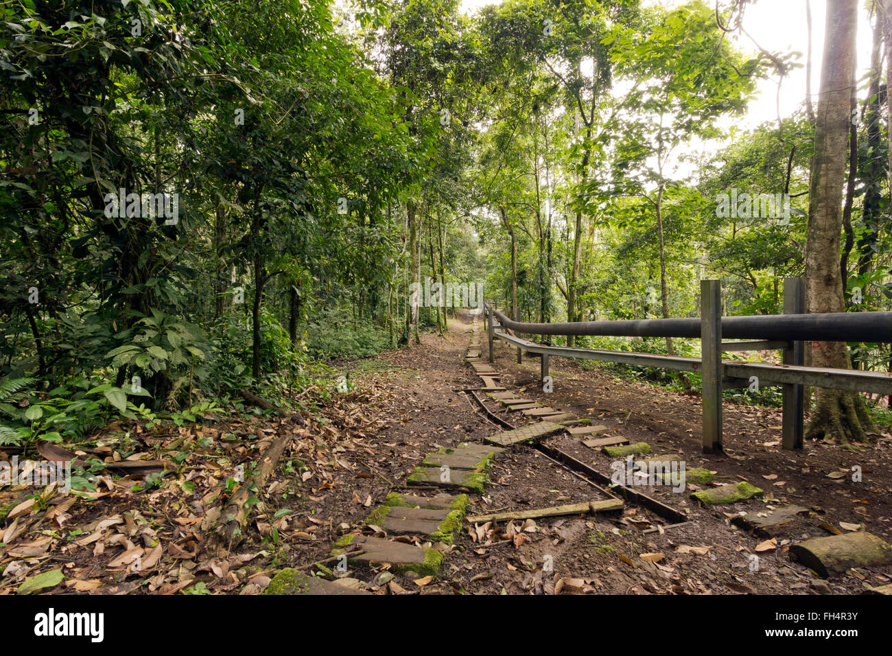 Oil pipeline running through pristine primary rainforest in the Amazon ...