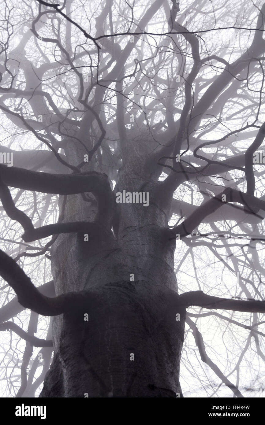 spooky tree branches Stock Photo - Alamy