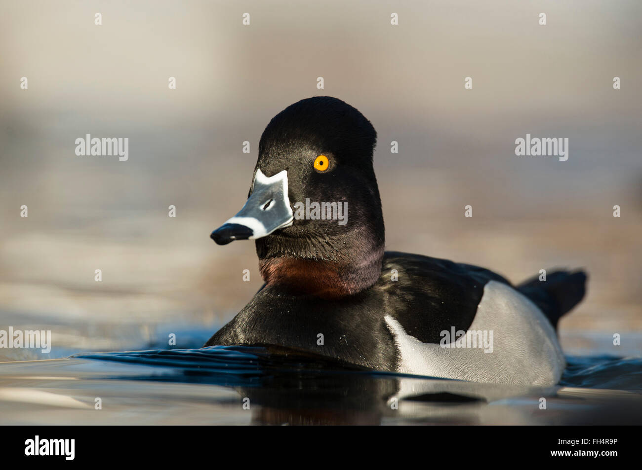 Ring necked duck hen hi-res stock photography and images - Alamy