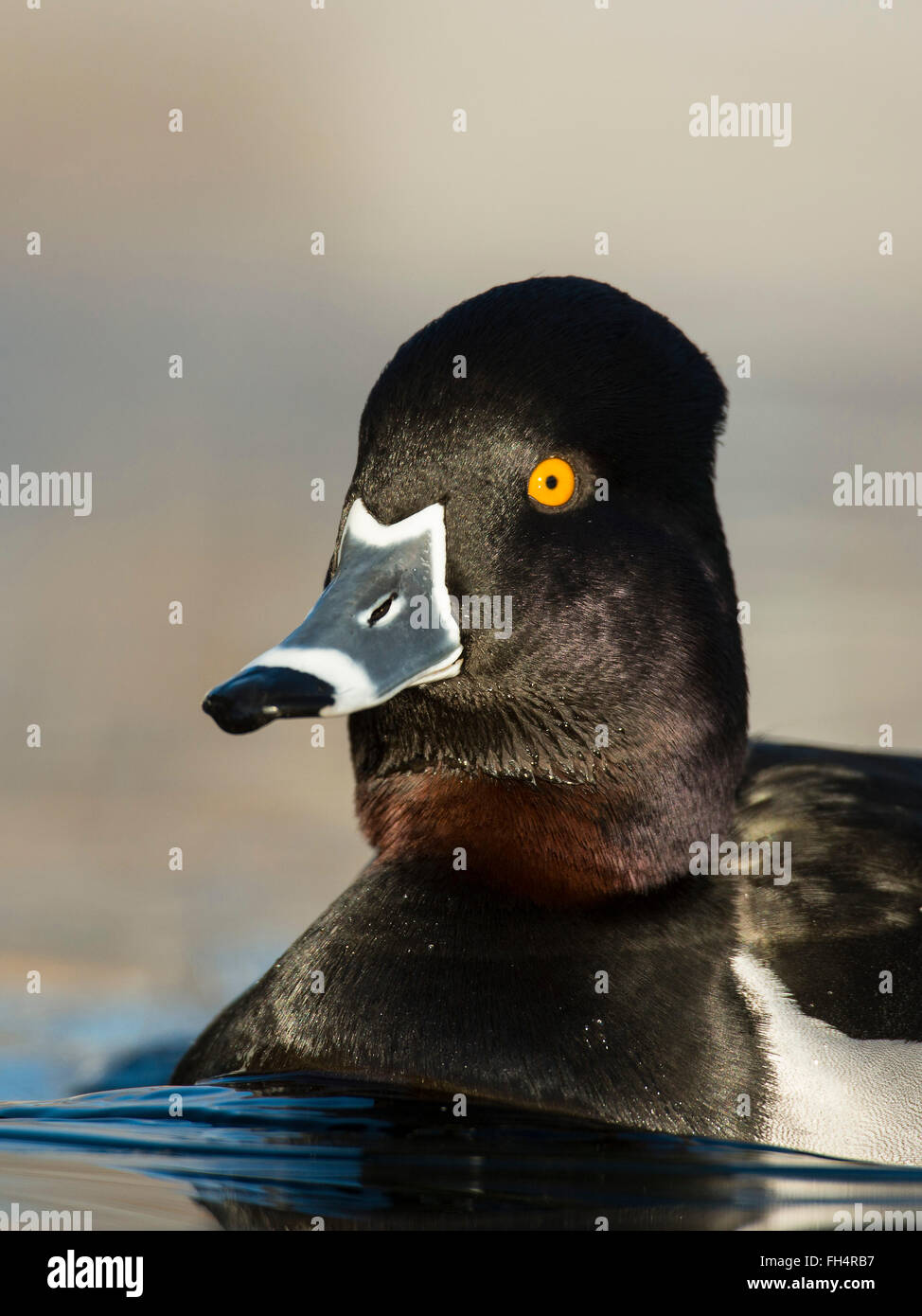 Ring necked duck hen hi-res stock photography and images - Alamy