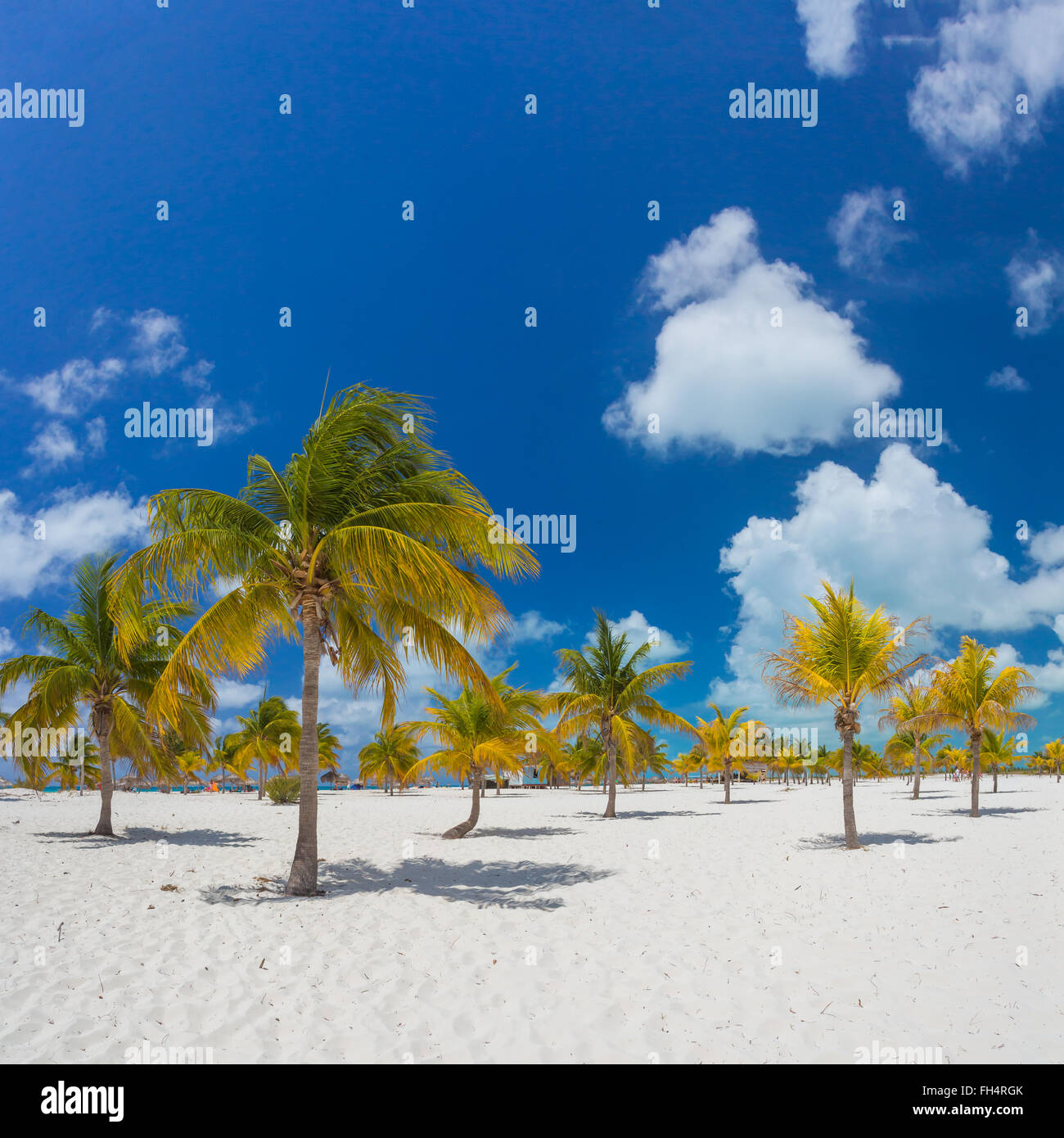 White sand palm tree hi-res stock photography and images - Alamy