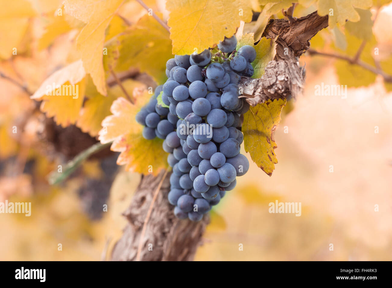 grapes in sunset Stock Photo - Alamy