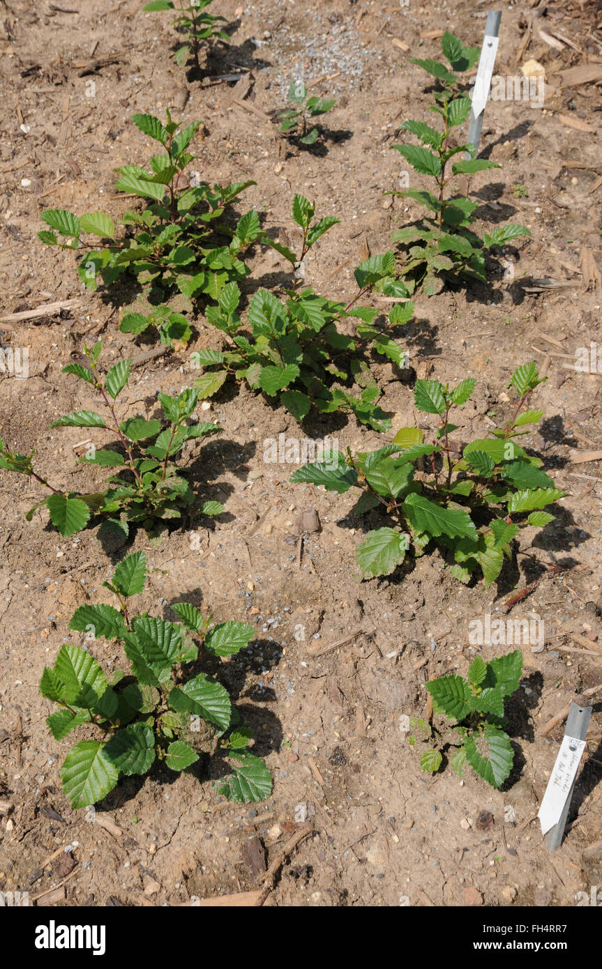 Green alder seedlings Stock Photo - Alamy