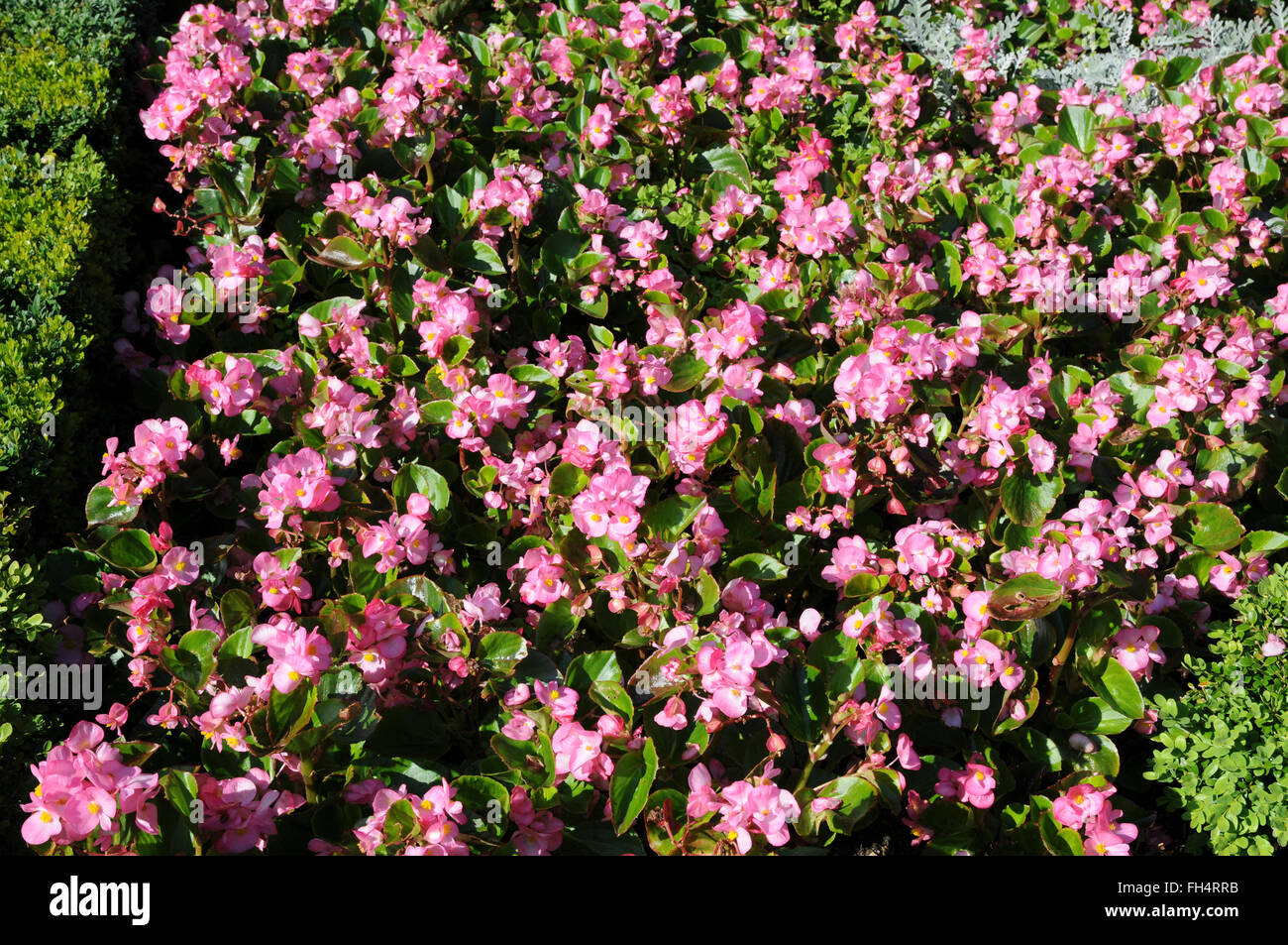Begonia semperflorens hi-res stock photography and images - Alamy