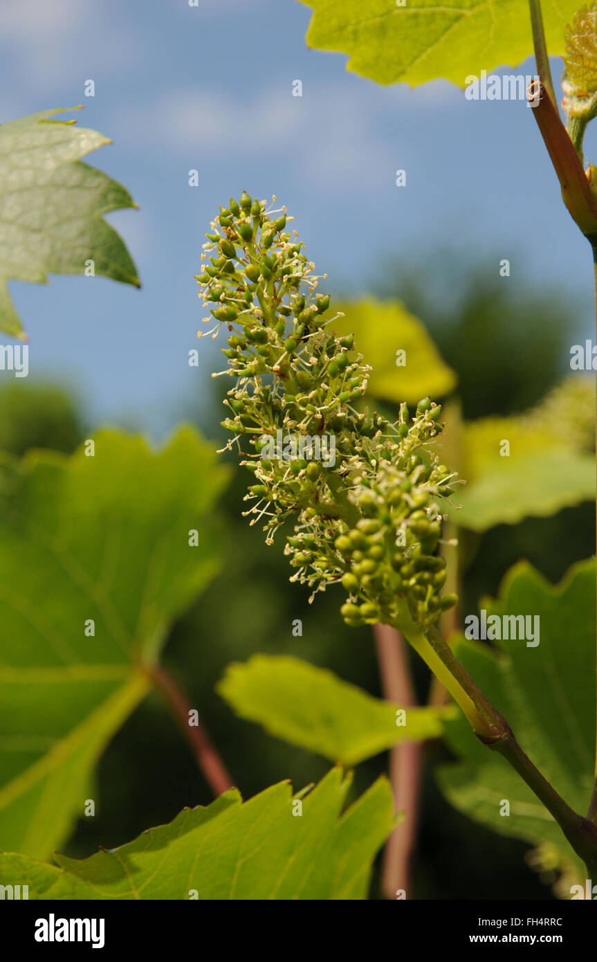 Grape vine blossoms Stock Photo - Alamy