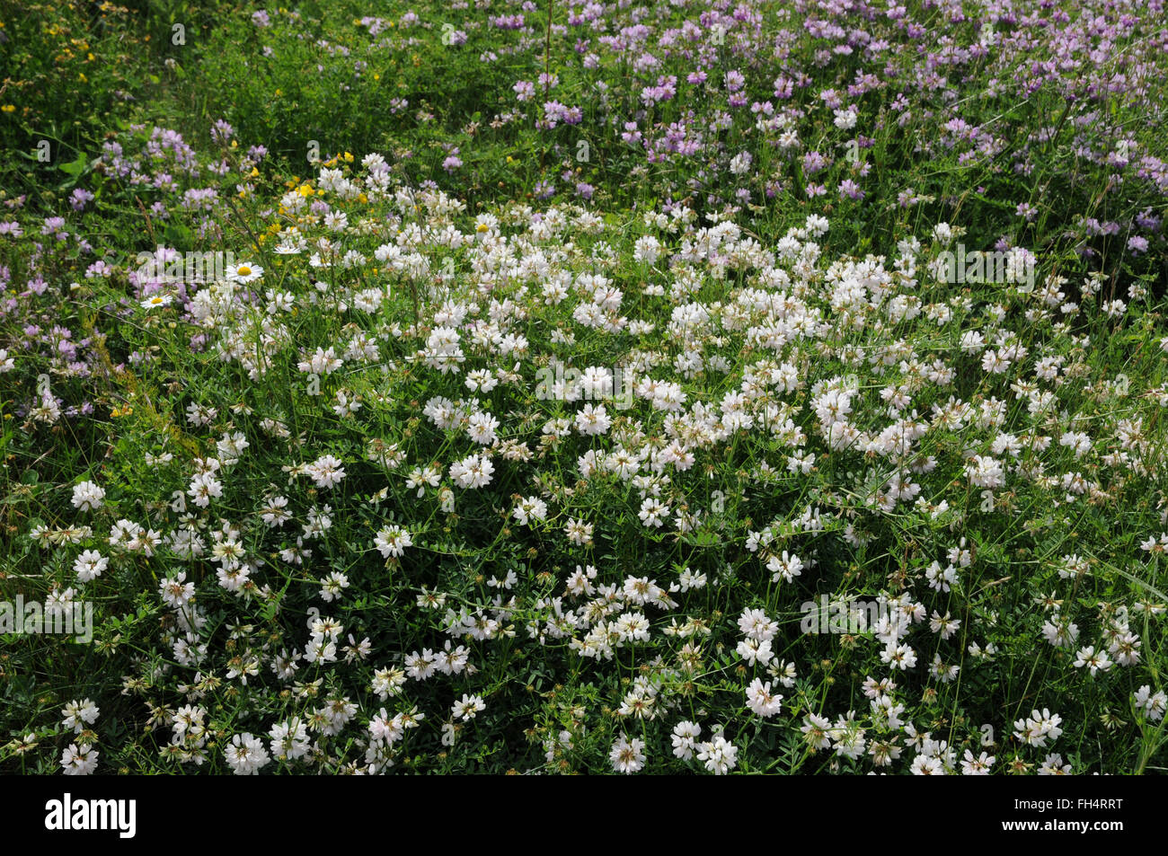 White crown vetch Stock Photo - Alamy