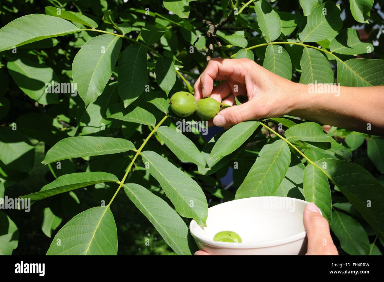 Walnusslikor hi-res stock photography and images - Alamy