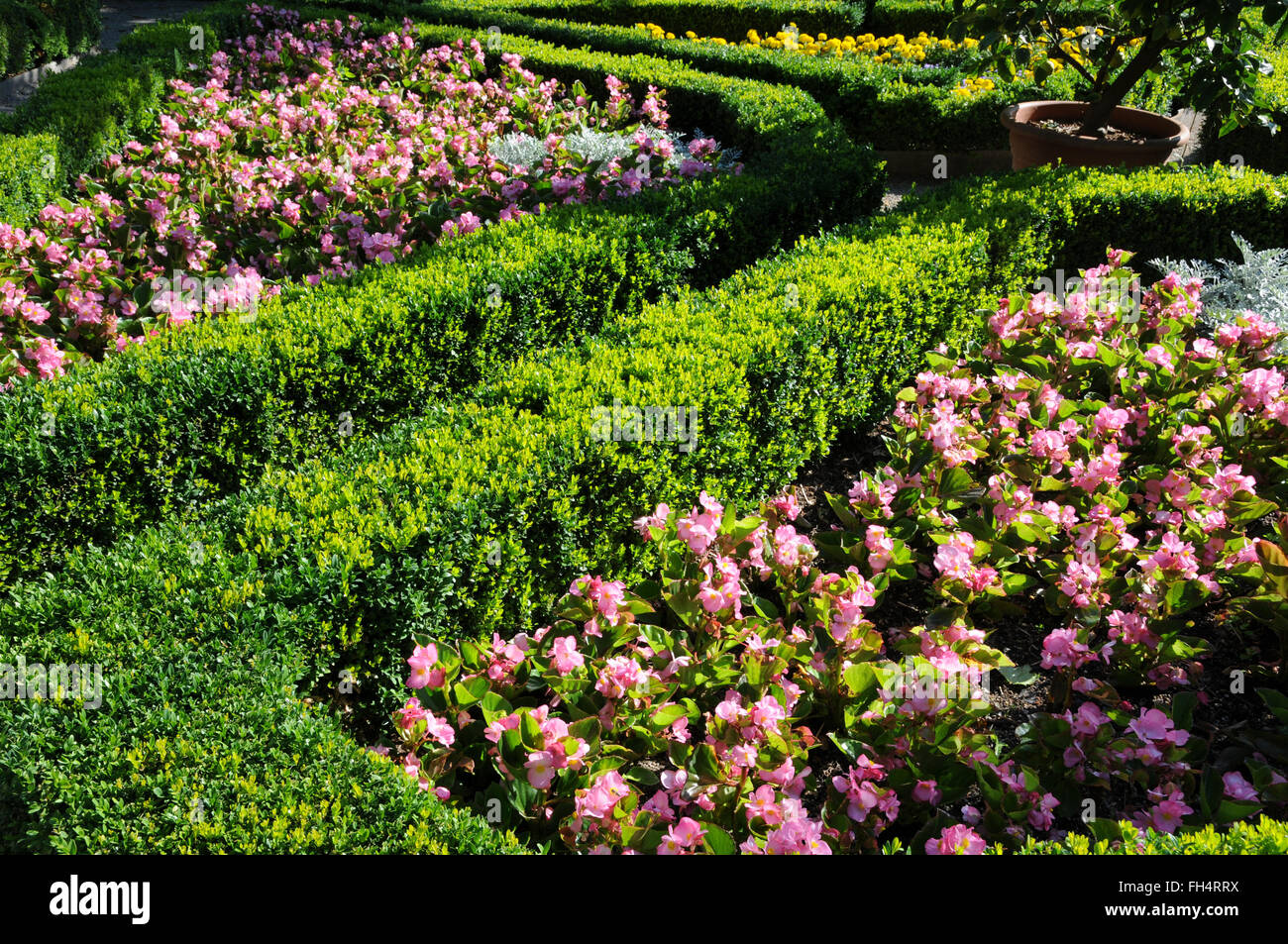 Topiary tree flowers hi-res stock photography and images - Alamy