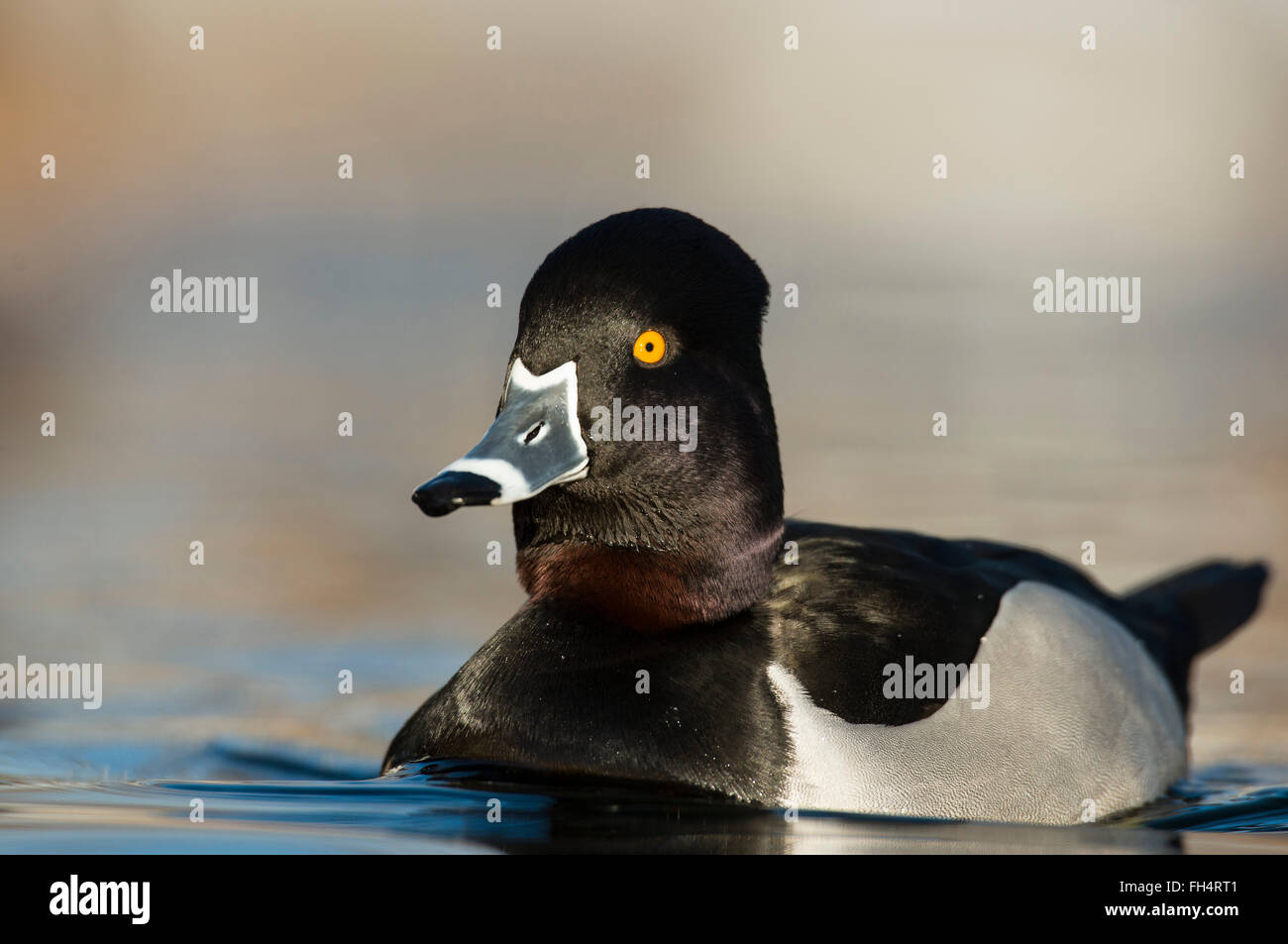 Hen ring necked duck hi-res stock photography and images - Alamy
