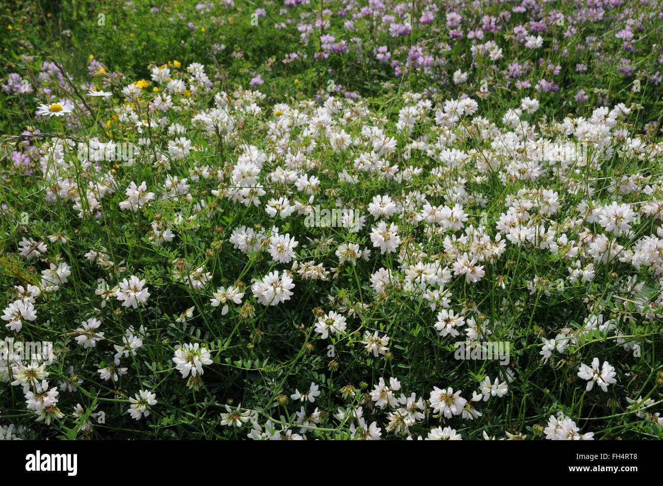 White crown vetch Stock Photo - Alamy