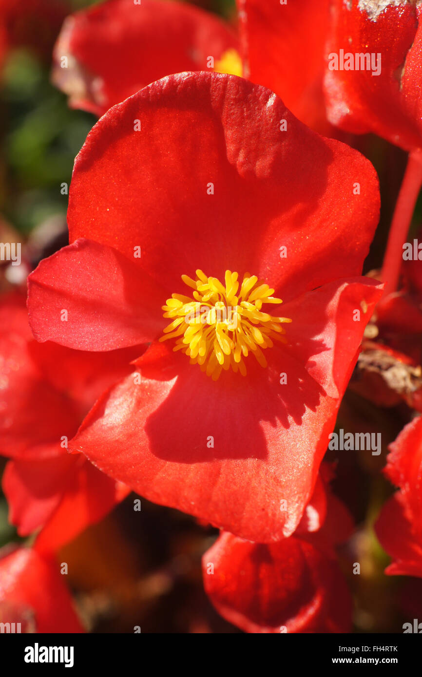 Begonia Semperflorens High Resolution Stock Photography and Images - Alamy