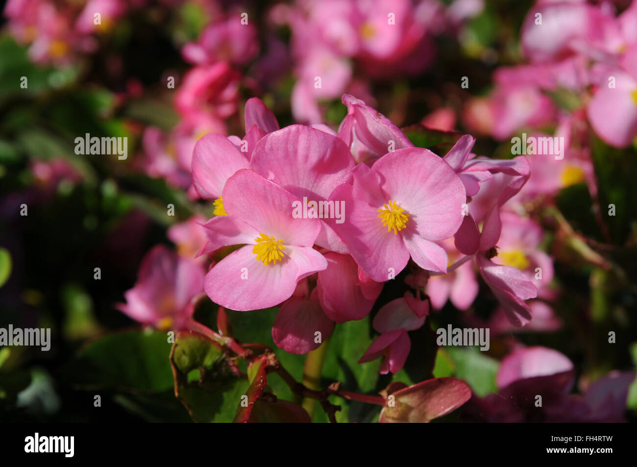 Begonia Semperflorens High Resolution Stock Photography and Images - Alamy