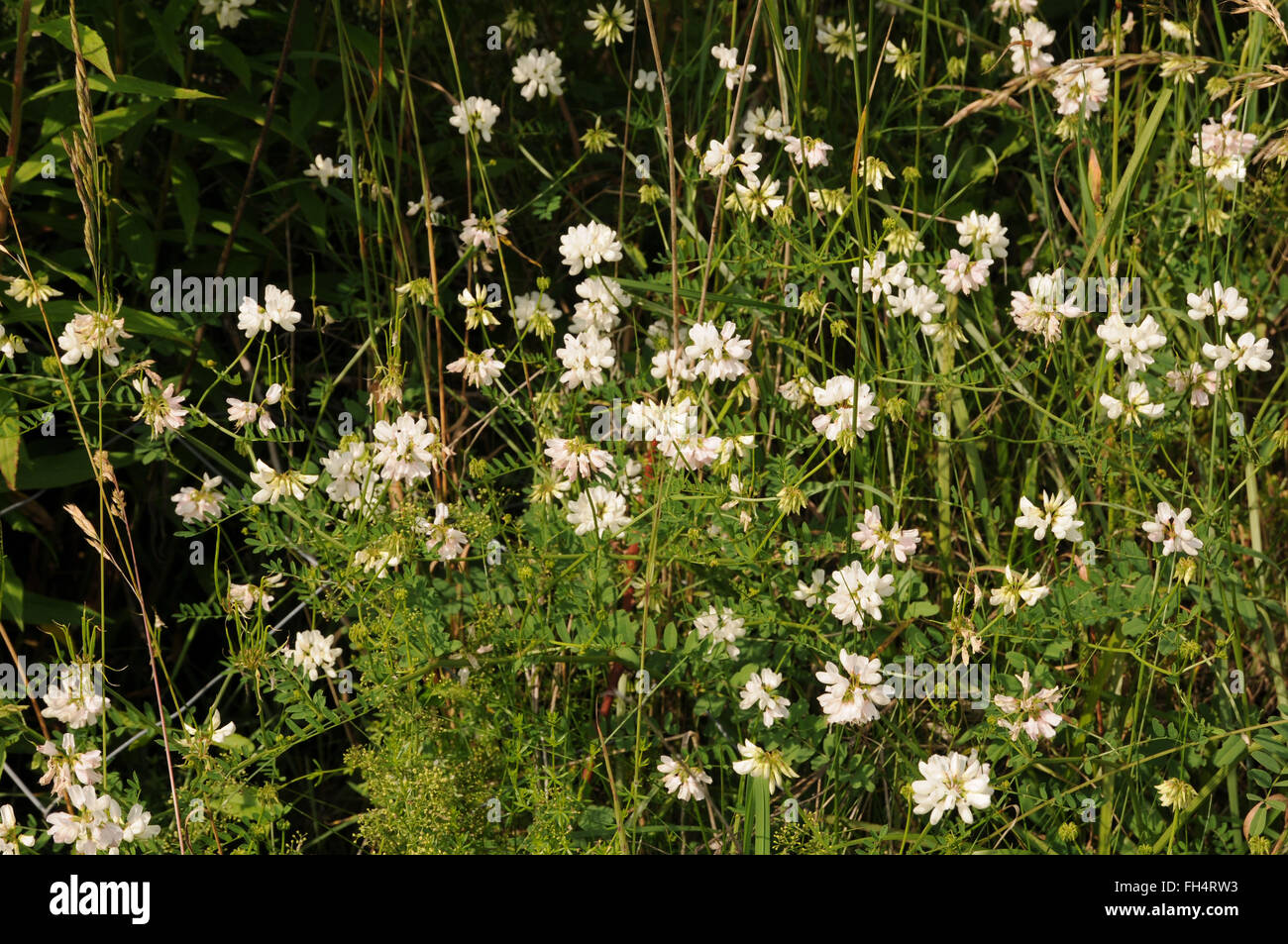 White crown vetch Stock Photo - Alamy
