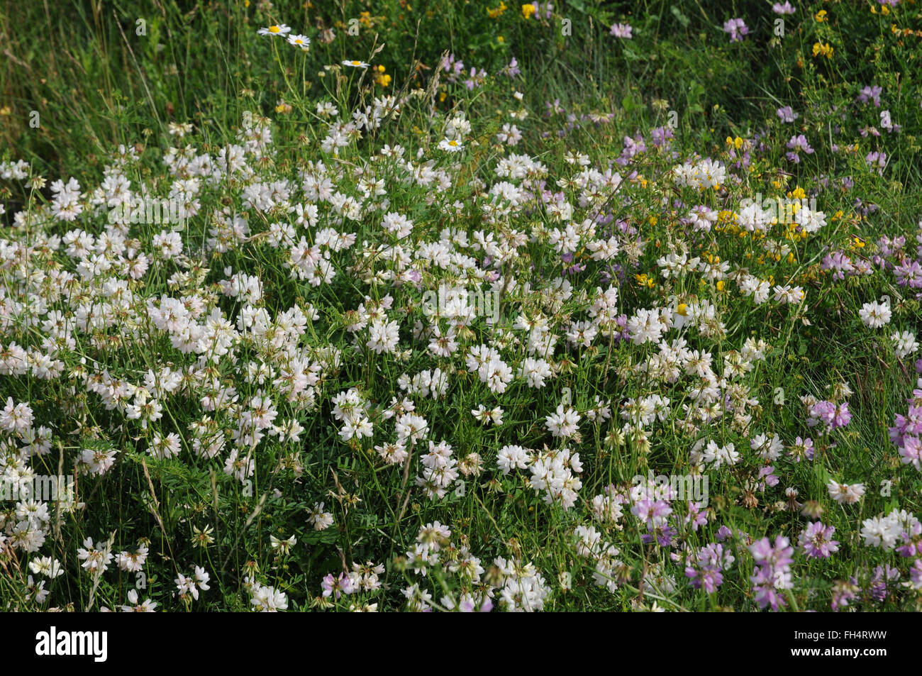 White crown vetch Stock Photo - Alamy