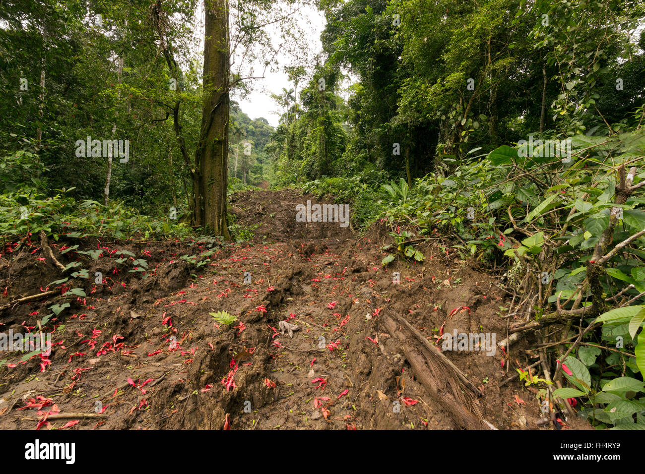 New road bulldozed through rainforest in Ecuador. Road building brings ...