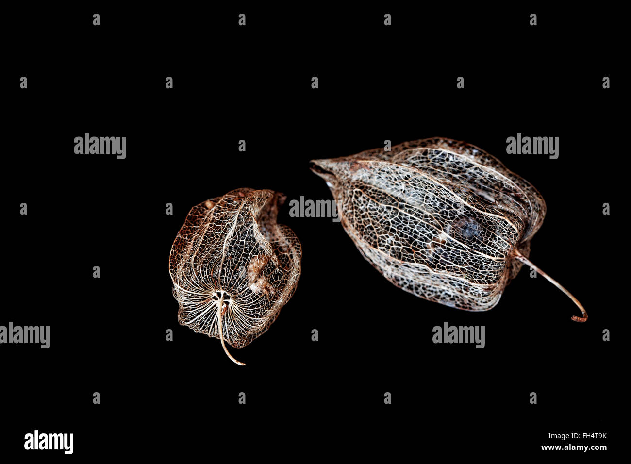 Skeleton from the Earth #3 Stock Photo - Alamy